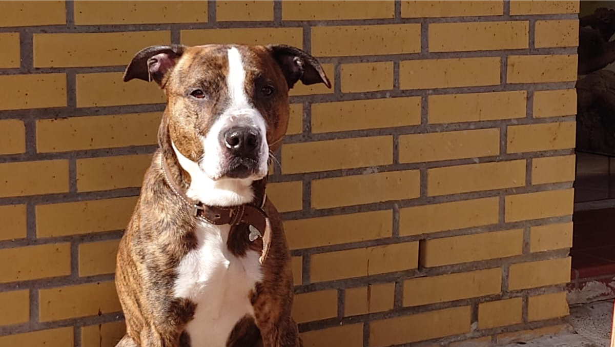 Fundraiser by Saskia Axt : Hilfe für Choco