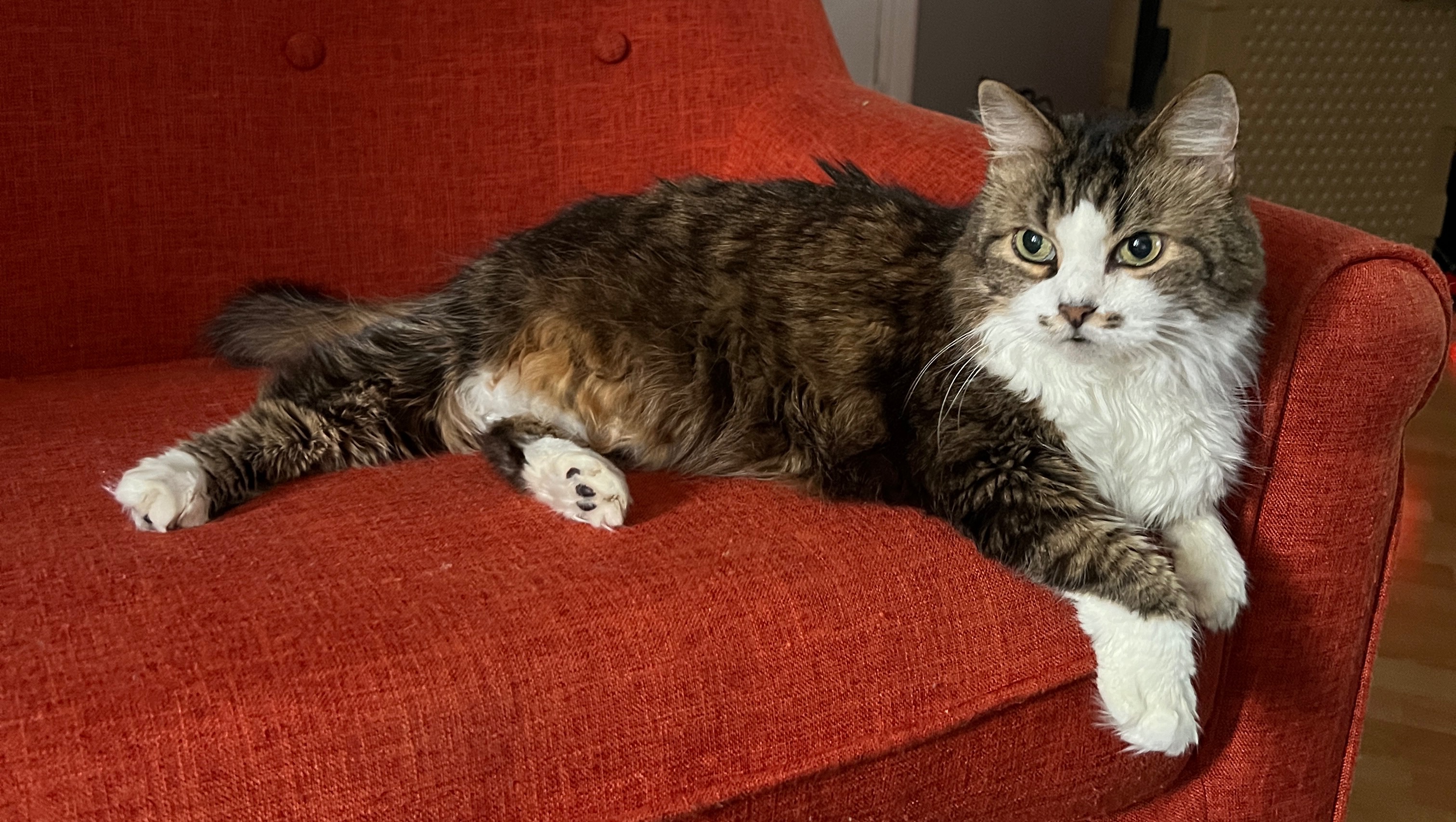 Fundraiser by Crystal Munoz : Save Stinkle from Severe Gingivitis