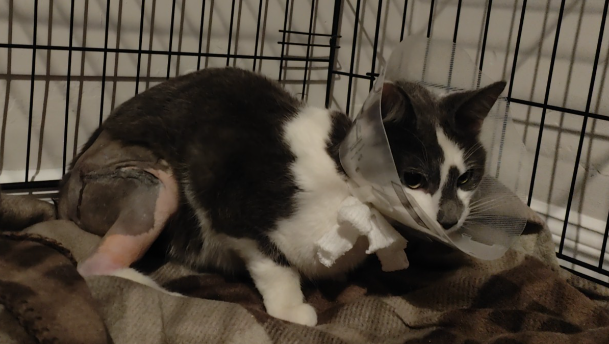 Fundraiser by Kaylee Schofield : Please help Jasper
