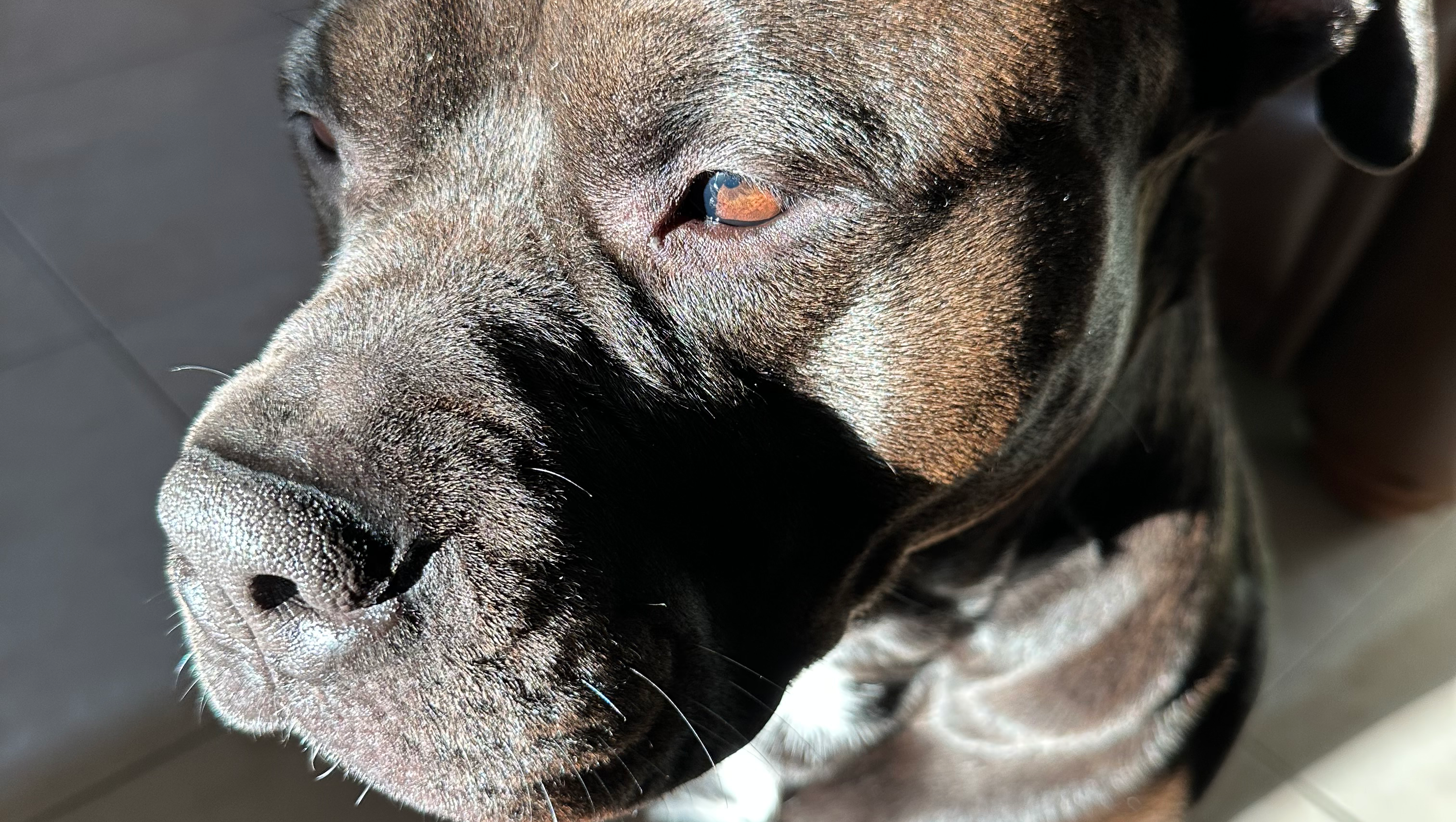 Fundraiser by Claudia Guardado : Help Rambo Walk Again: Surgery Needed