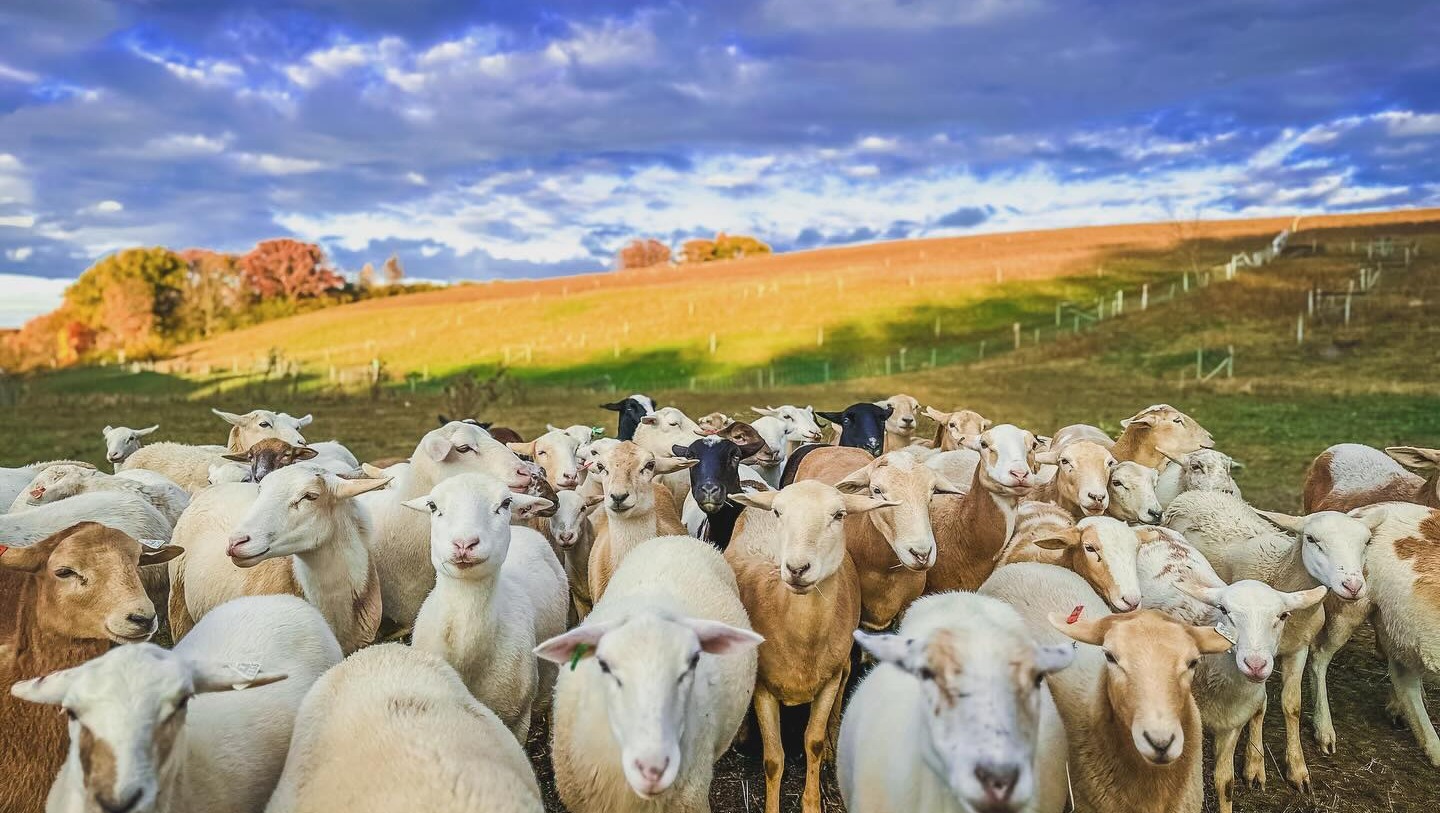 Fundraiser for Amanda Farnsworth by Taylor Rene Justice : Support Cherry Hill Training Center ...