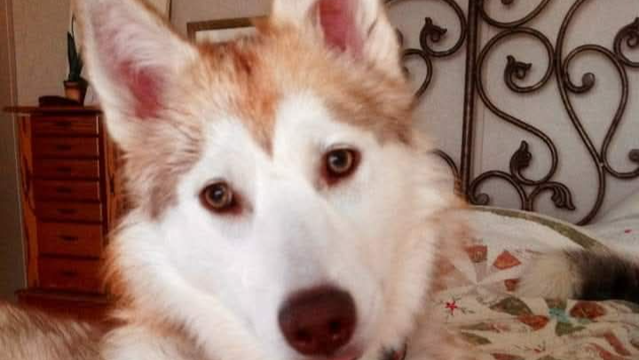 Fundraiser by Amber Sweigart : Aid Lisa's Beloved Pets in Their Time of ...