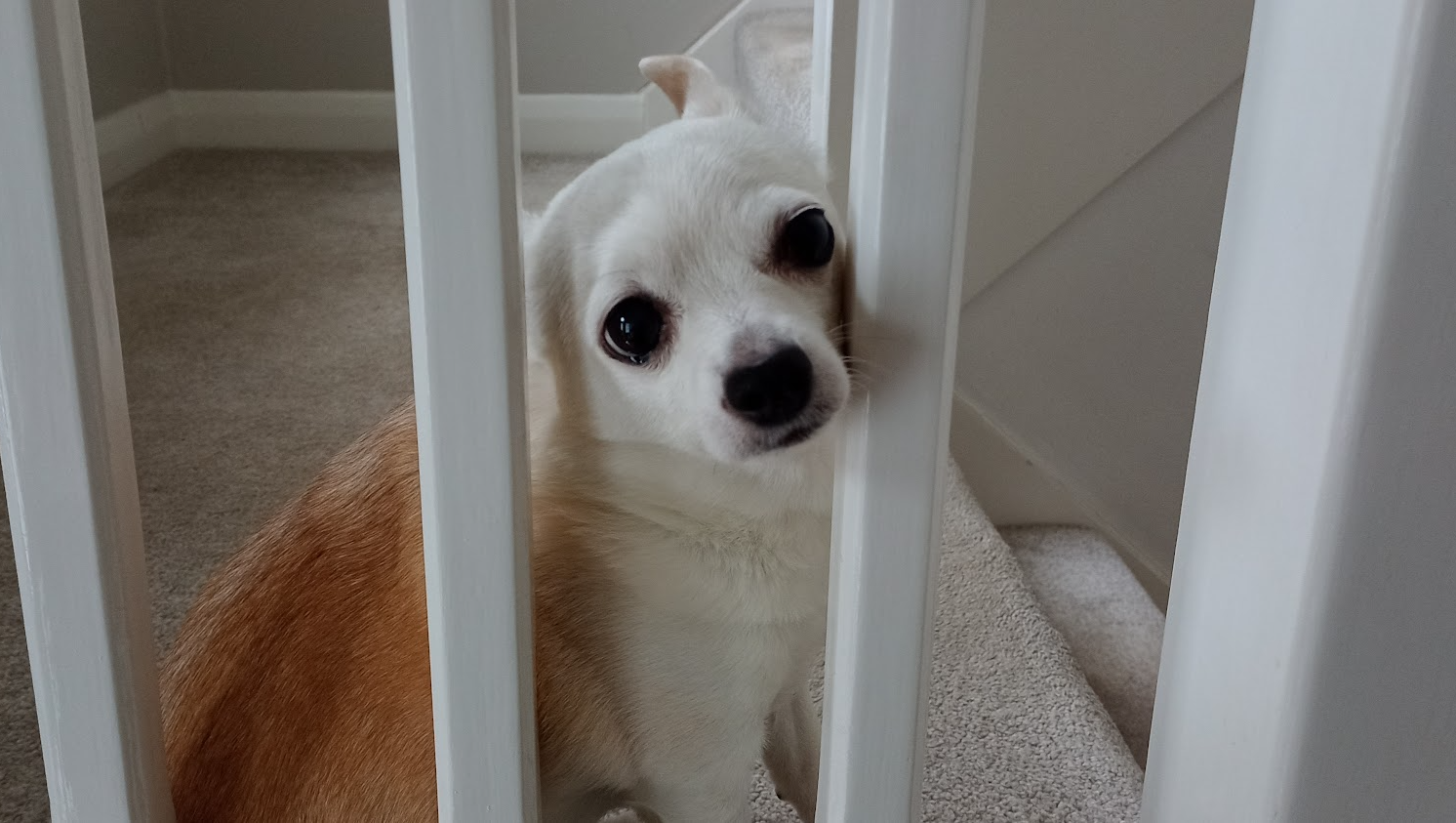 Fundraiser by Sarah Burgess : Help Minnie Mouse Get Her Patellar ...