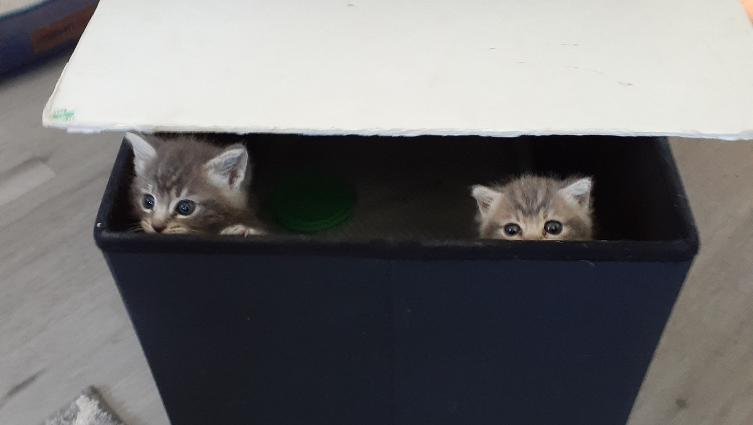 Fundraiser by Kathy Matney-Harris : Help Control Cashmere's Feral Cat Boom