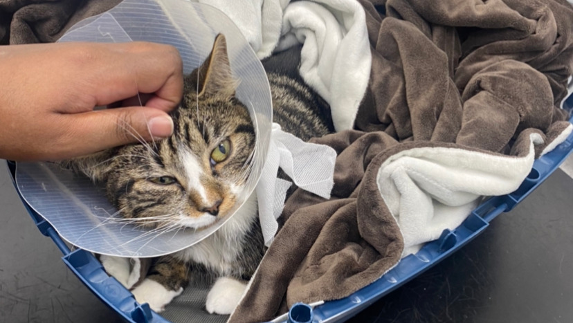 Fundraiser by ayan hassan : Urgent fundraiser for Milo's lifesaving ...