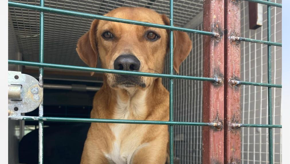 Fundraiser by Emma Gristwood : Dobbie needs a home
