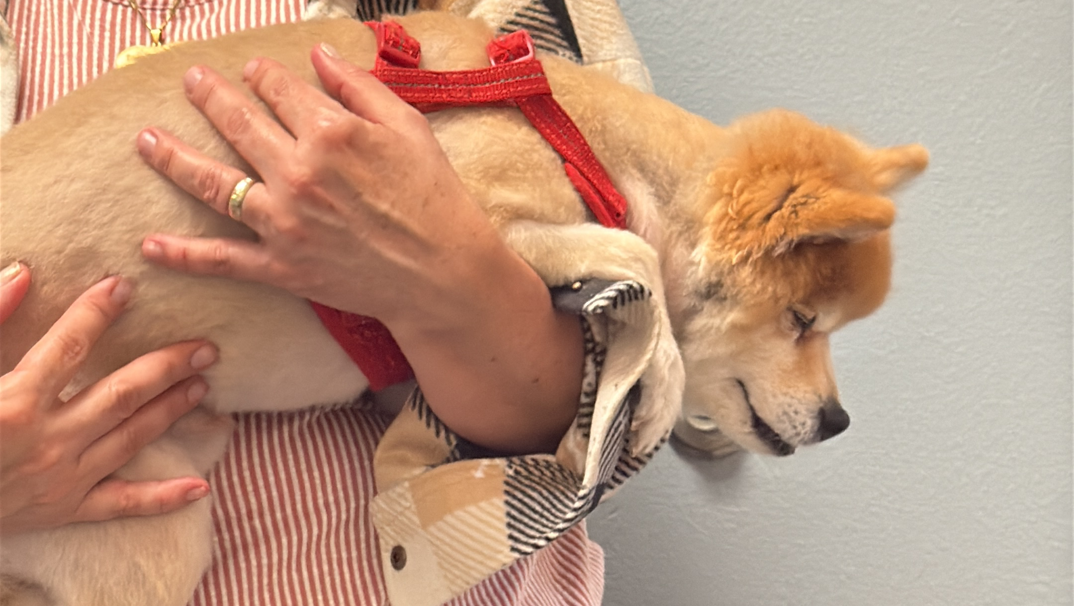 Fundraiser by Leidy Hernandez : Support Leidy's Beloved Dog Hachi