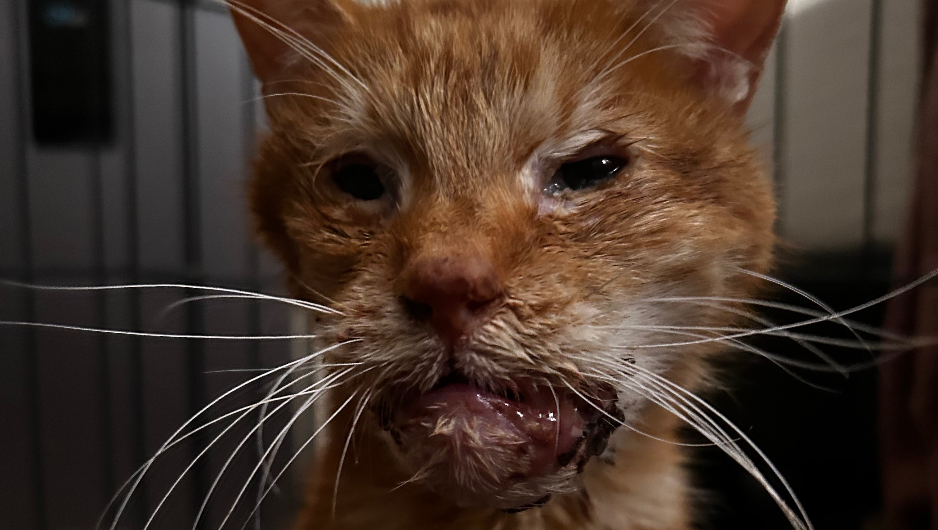 Fundraiser by Delanee Crawford : Help Leo Overcome His Painful Abscess