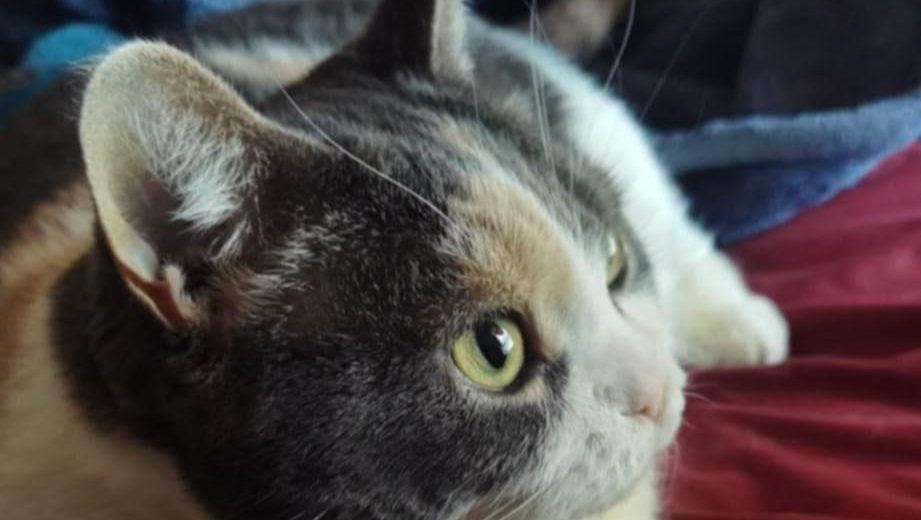 Fundraiser for Raven Boulanger by Emeric Desgroseilliers : Pour les ...