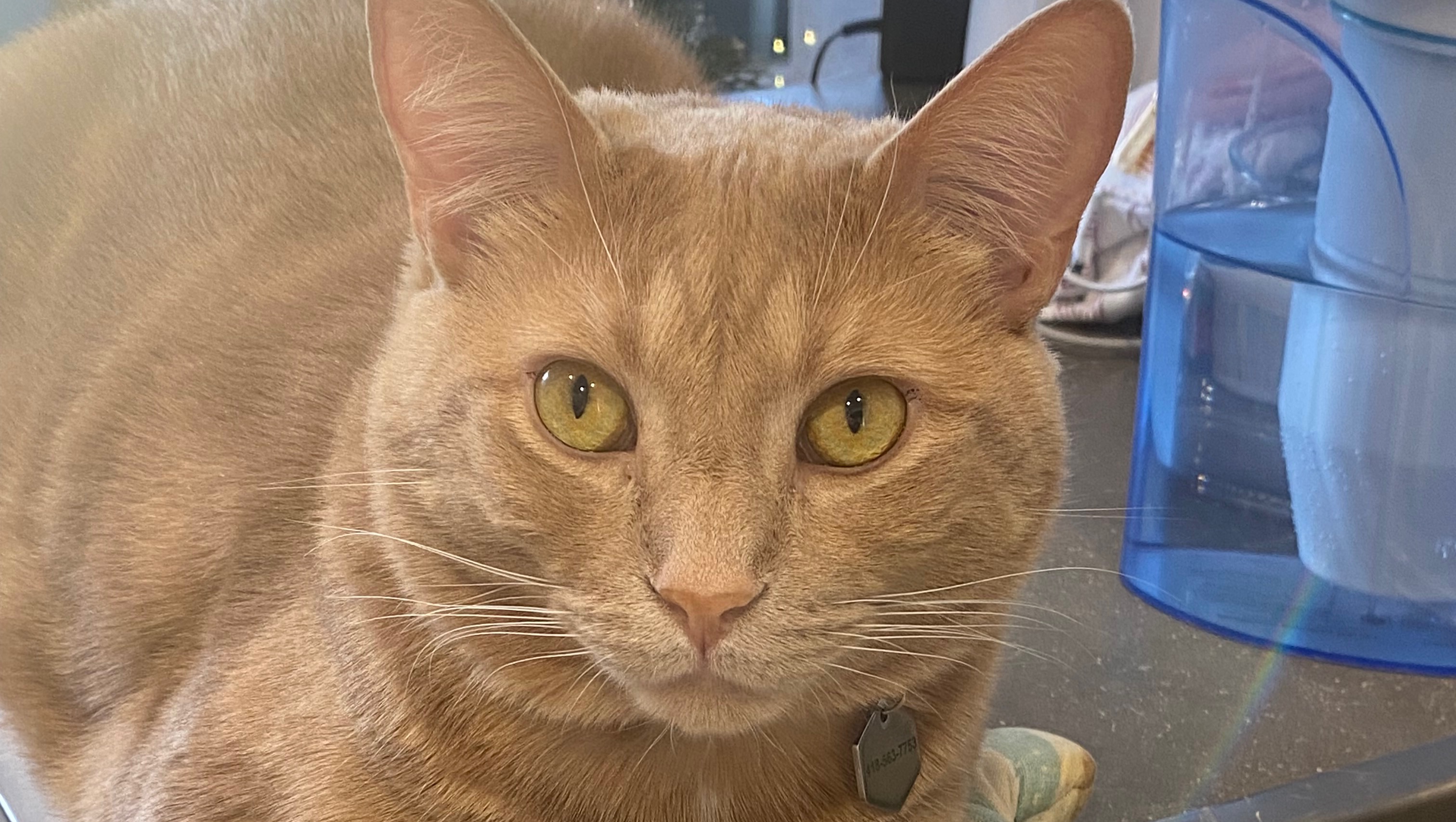 Fundraiser by Evemarie Leclerc : Opération pour Milo