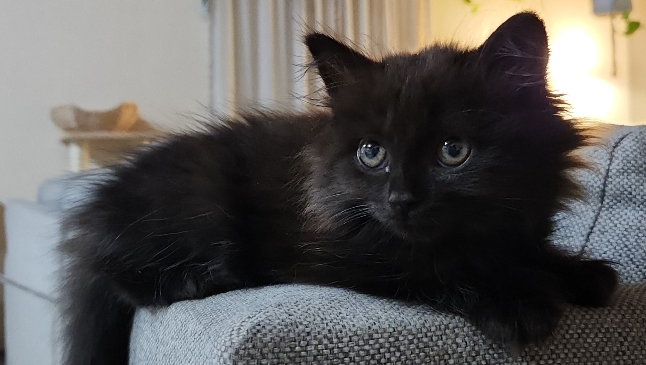 Fundraiser by Stephanie Ellis : ASTRID'S LIFE SAVING SURGERY