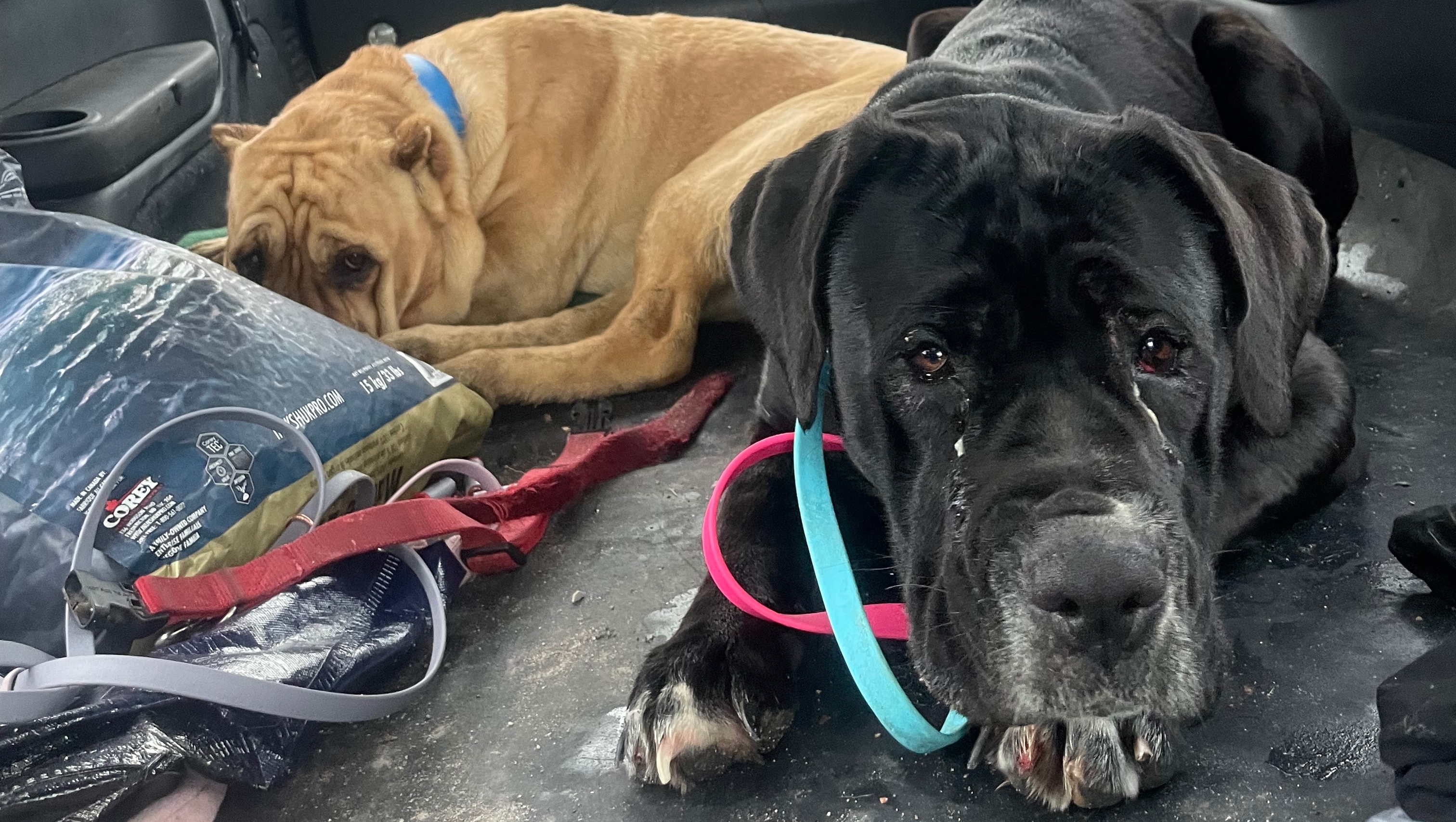 Fundraiser by Katrina Hope : Help Two Dumped Dogs Get the Care They Deserve