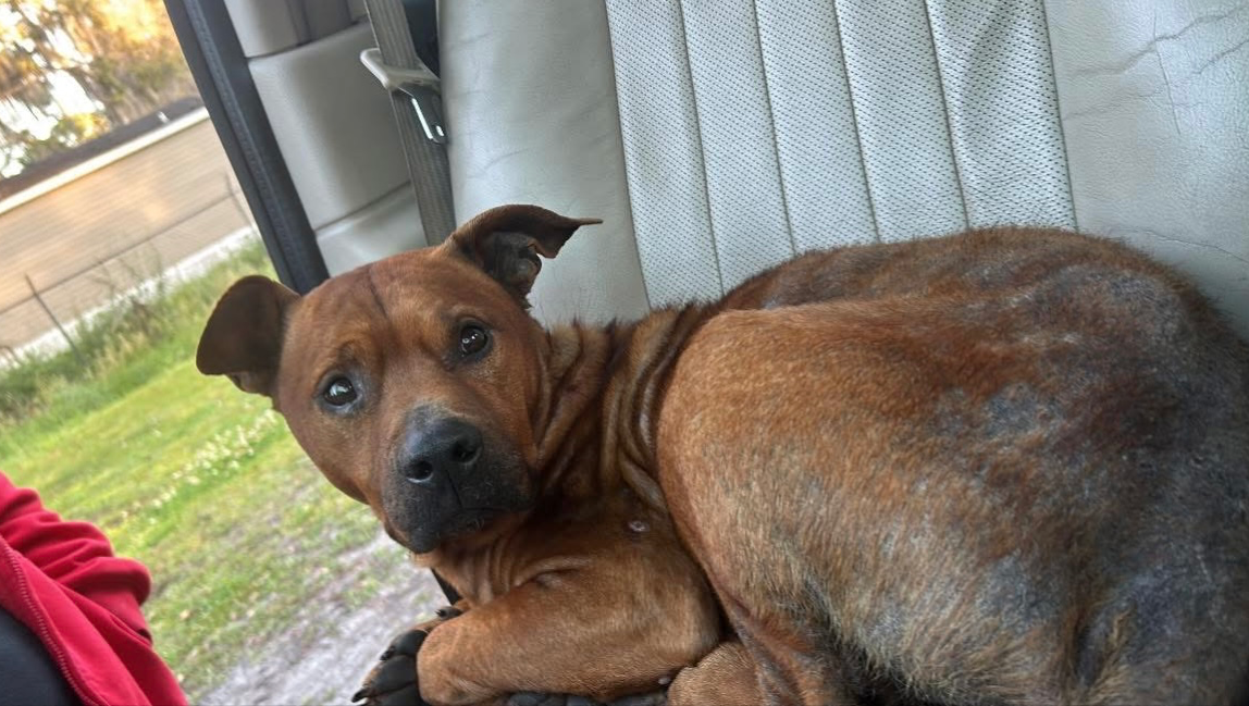 Fundraiser by Ashlee Wright : Join Ashlee in Giving Big Red a Chance