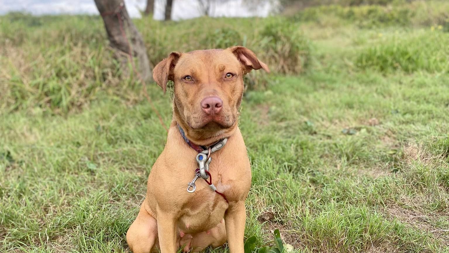 Fundraiser by Ellie Stevens : Help Ruby Recover: Support Her Snake Bite ...
