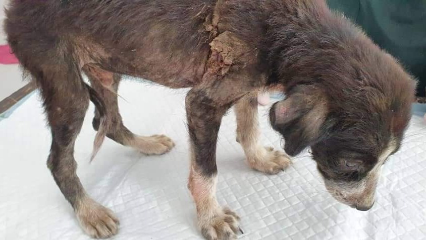 Fundraiser for Emma Fee by Amanda Nolan : Wallace's Journey