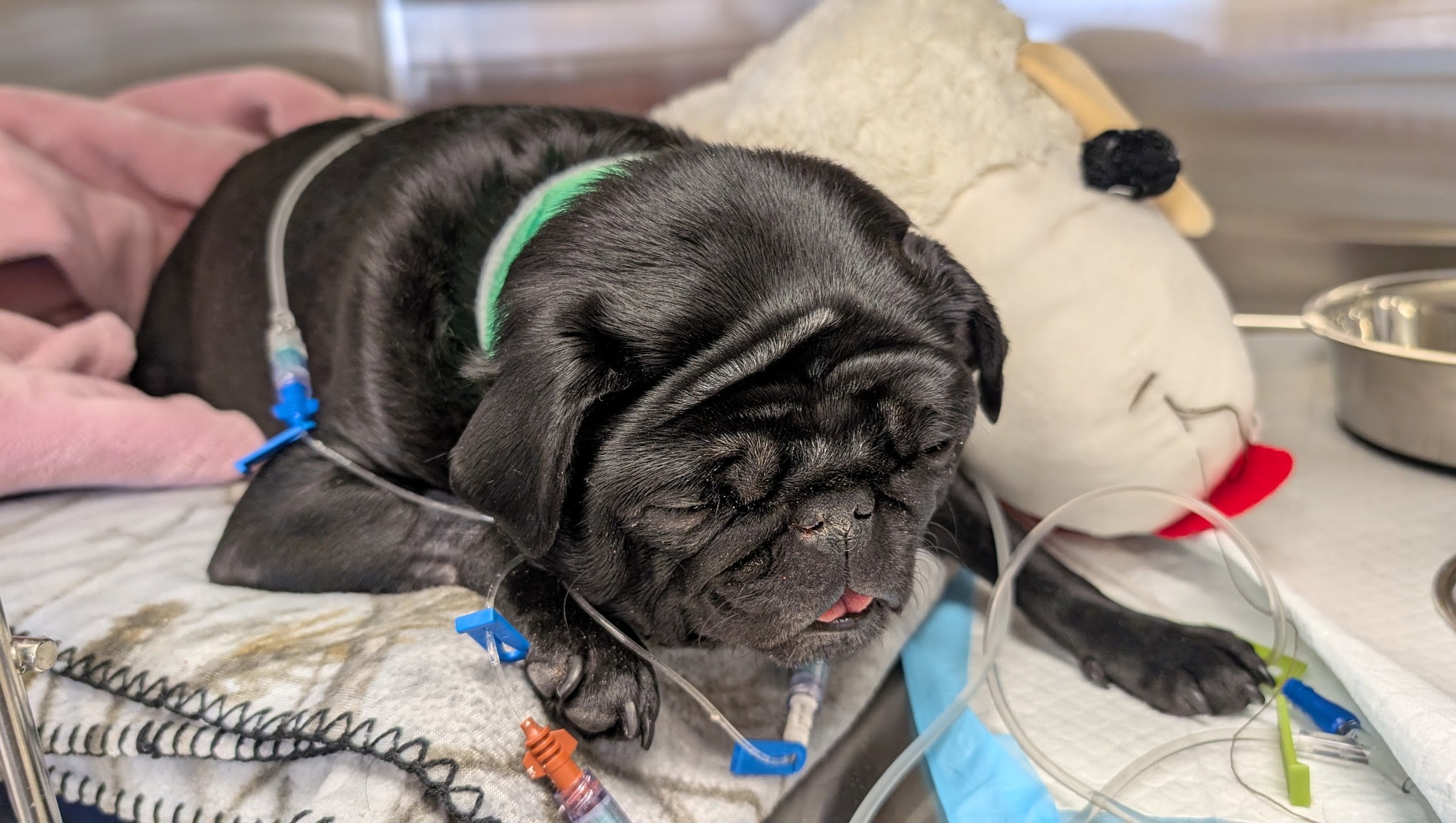 Fundraiser by Steven Banuelos : Supporting Ziggy's Recovery with Diabetes