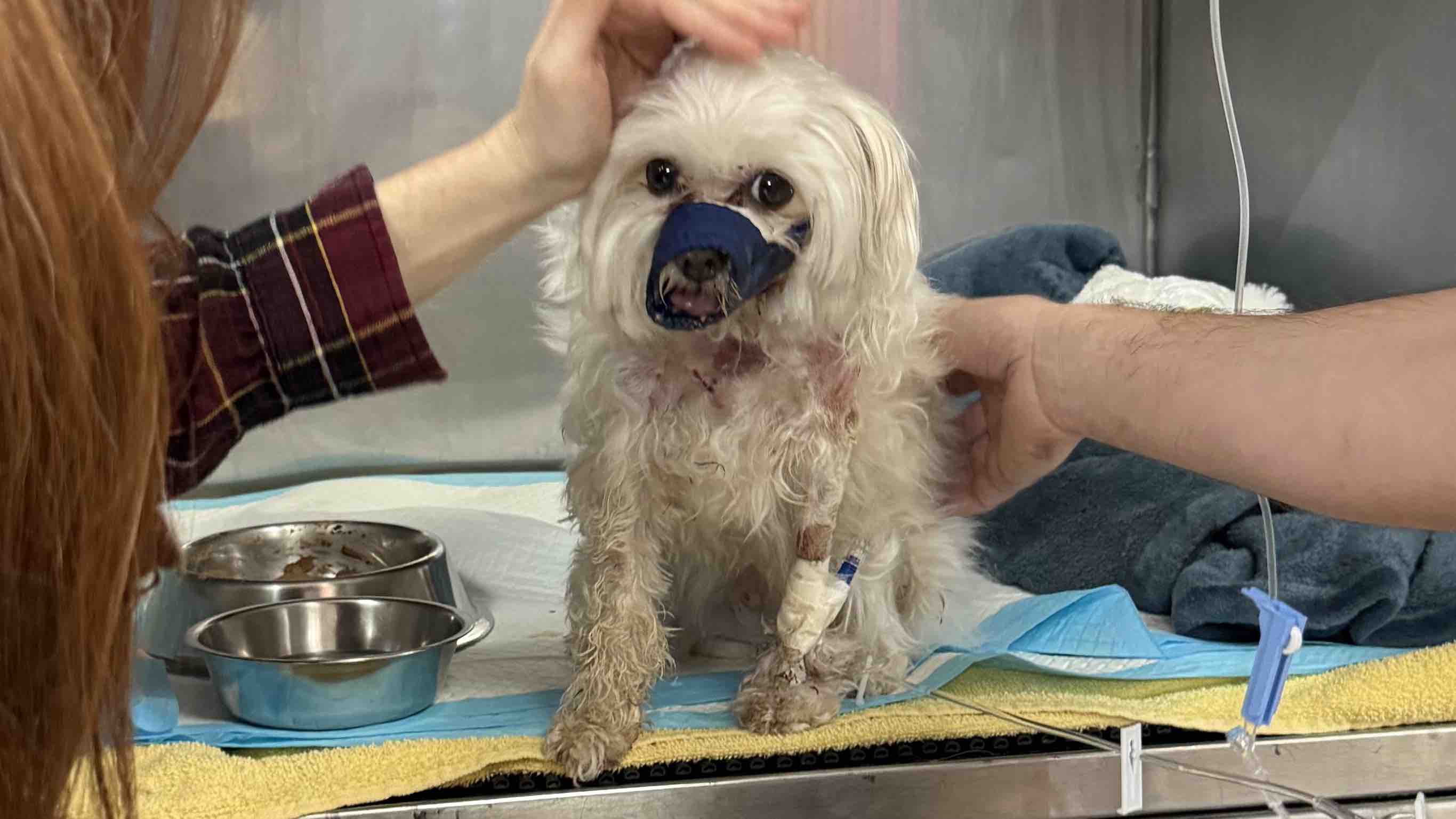 Fundraiser by Jaley Vahldick : Qilin Mesofflee presents JAWS 4k (he ...