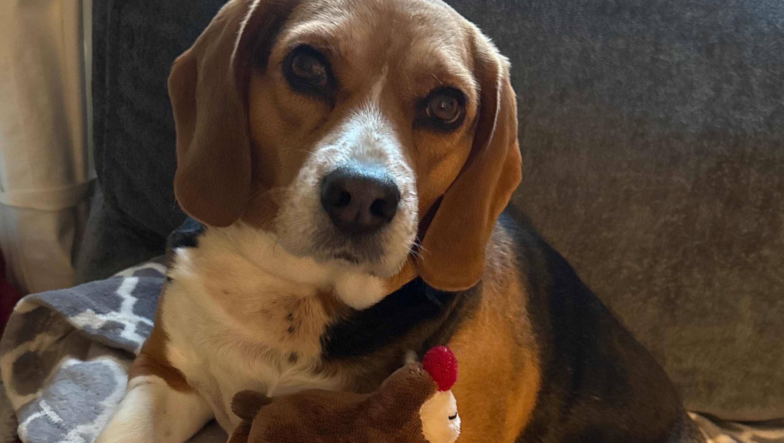 Fundraiser by Alexia Gariepy : Daisy May Vet Bill