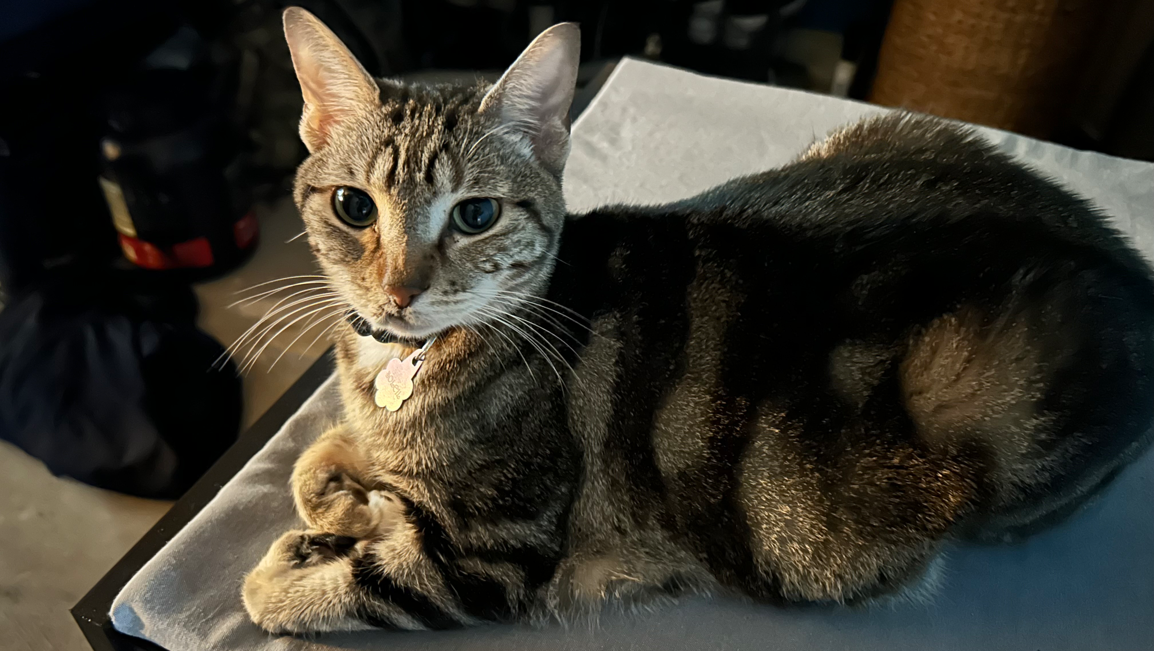 Fundraiser by Devon Flores : Support Soleil's Urgent Dental Surgery