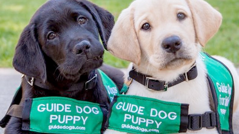 Fundraiser by Lottie Pardoe : Skydive to Raise Money for Guide Dogs