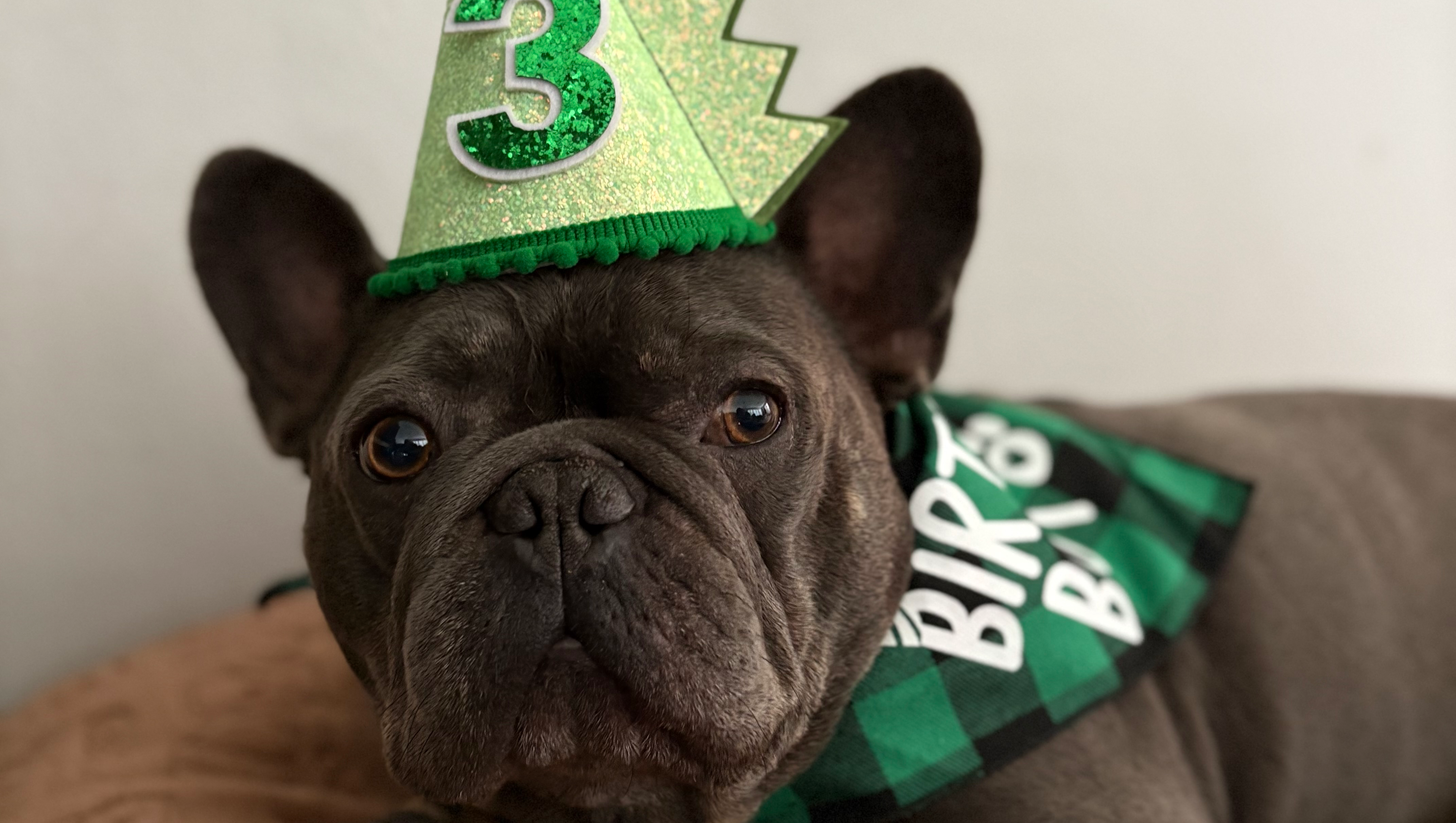 Fundraiser by Lesly Martinez : Help Gus Gus breathe easy: His journey ...