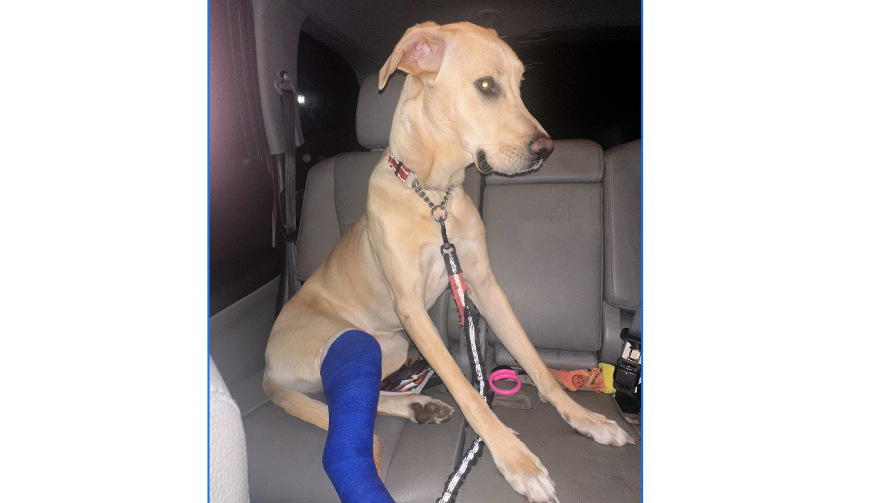 Fundraiser for Heather Parent by John Costa : Help Georgia Heal ...