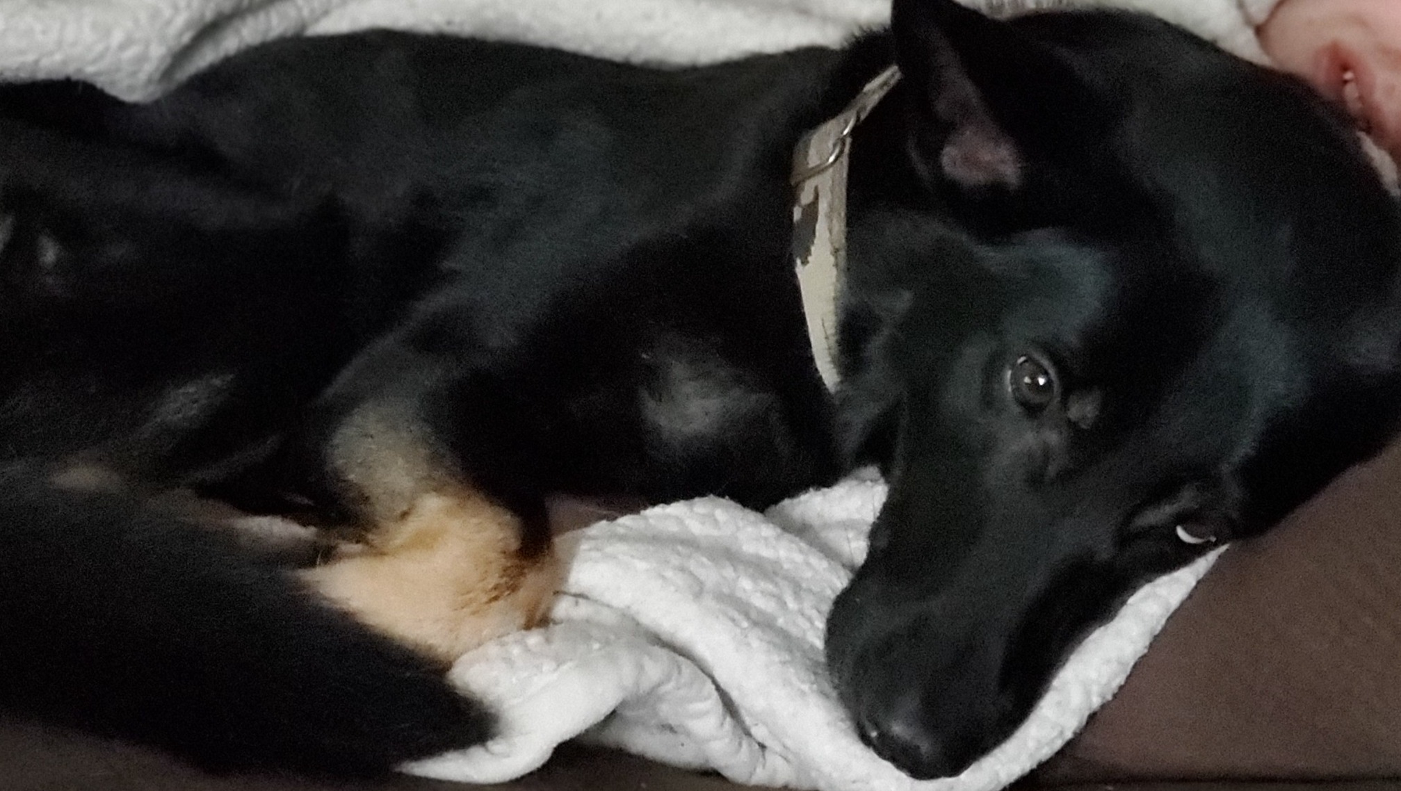 Fundraiser by Caitlin Sosbe : Help Nina, Our Loyal Pup, Beat Cancer