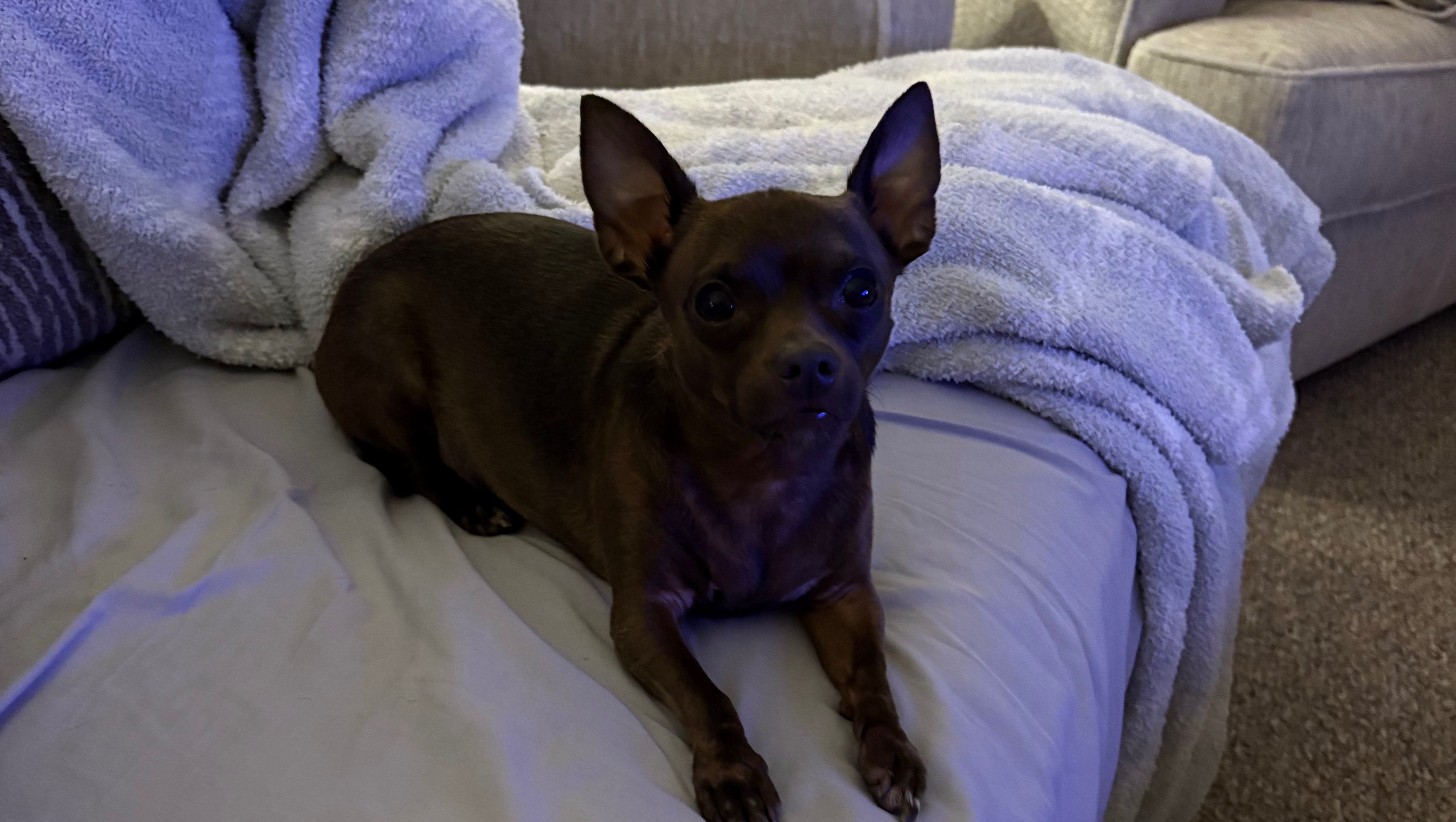 Fundraiser by JoAnne Yeager Gray : Emergency Surgery for Cheeno's Survival