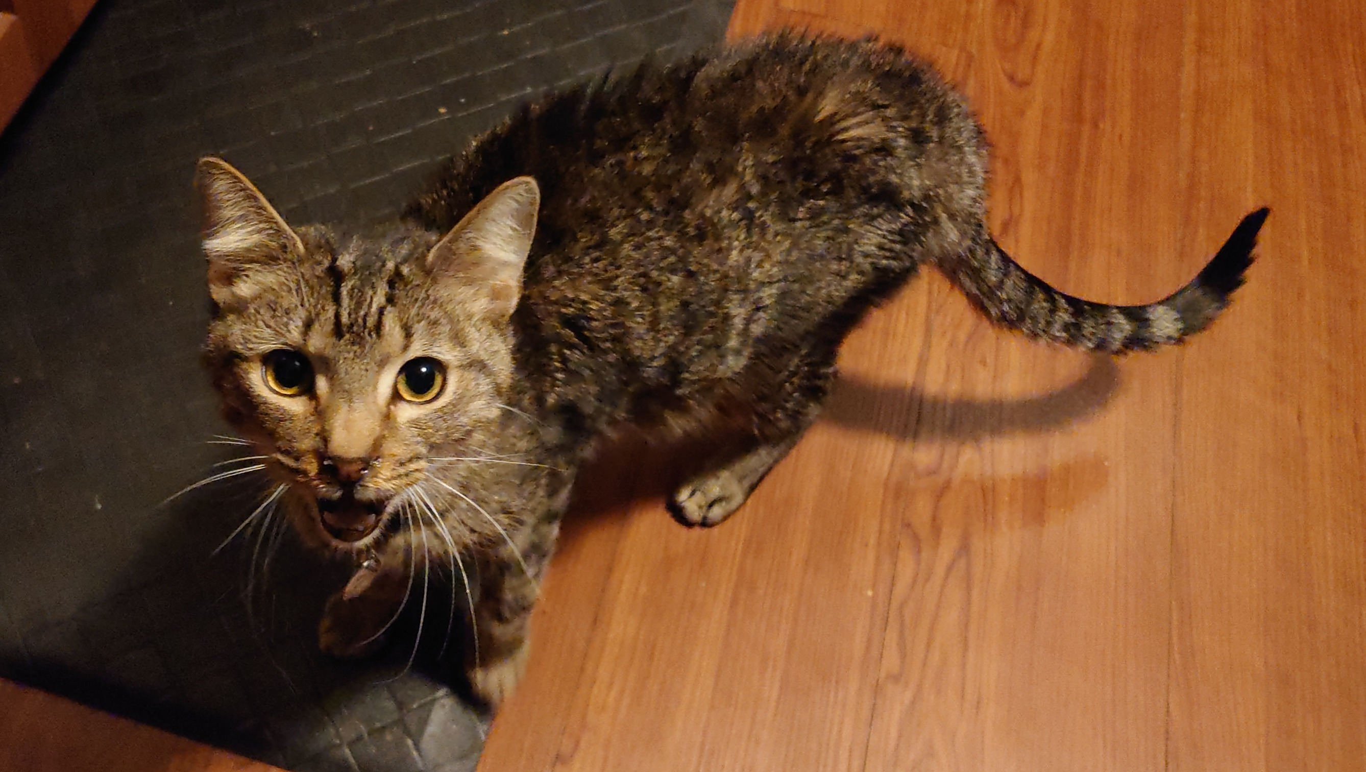 Fundraiser by Dylan Shook : Urgent Care for My Beloved Kitten