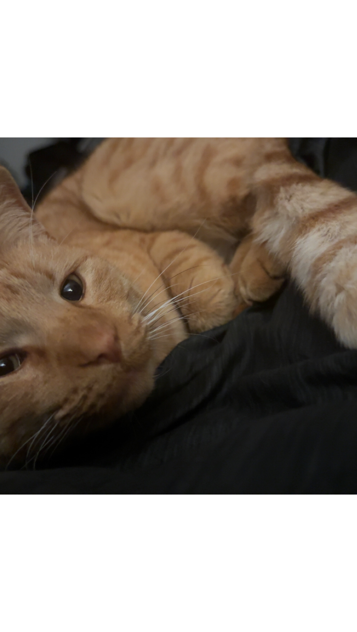 Fundraiser for Fammie Goleman by reilynn edwards : Help Our Lovable Cat ...