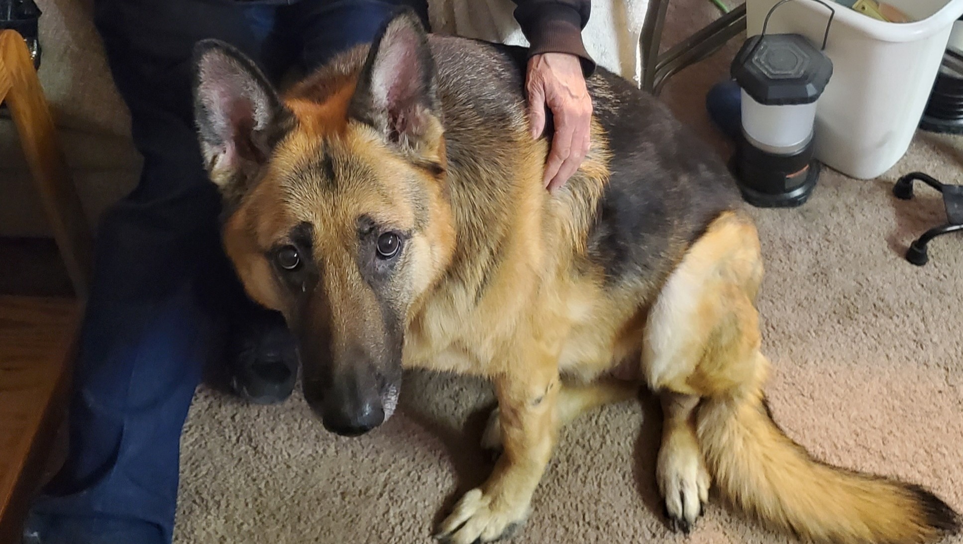 Fundraiser by Teri Spaulding Stull : Help Save Nikki – Give Her a ...