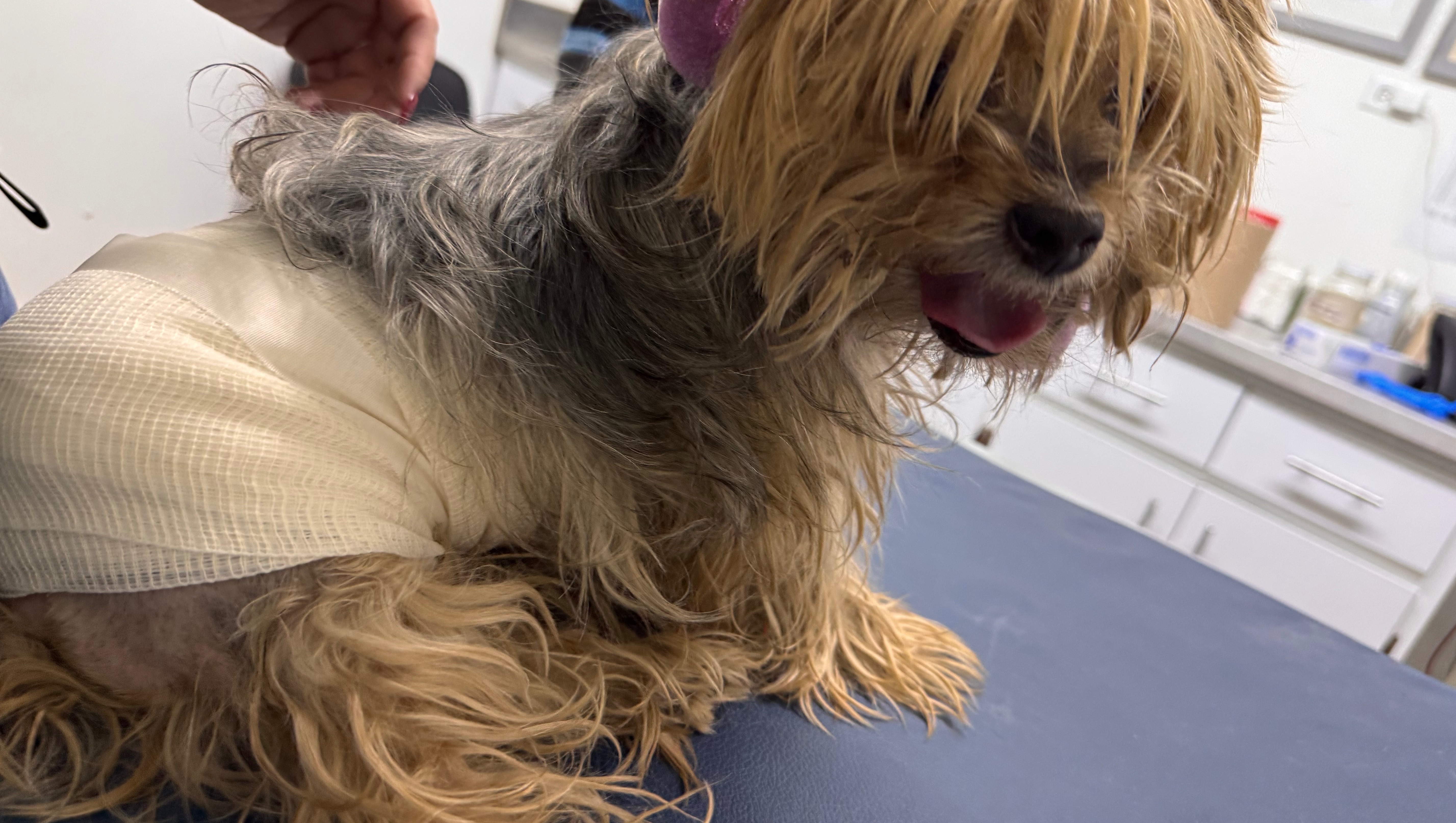 Fundraiser by Lorena Arredondo Aviles : Support Canelita's Urgent ...