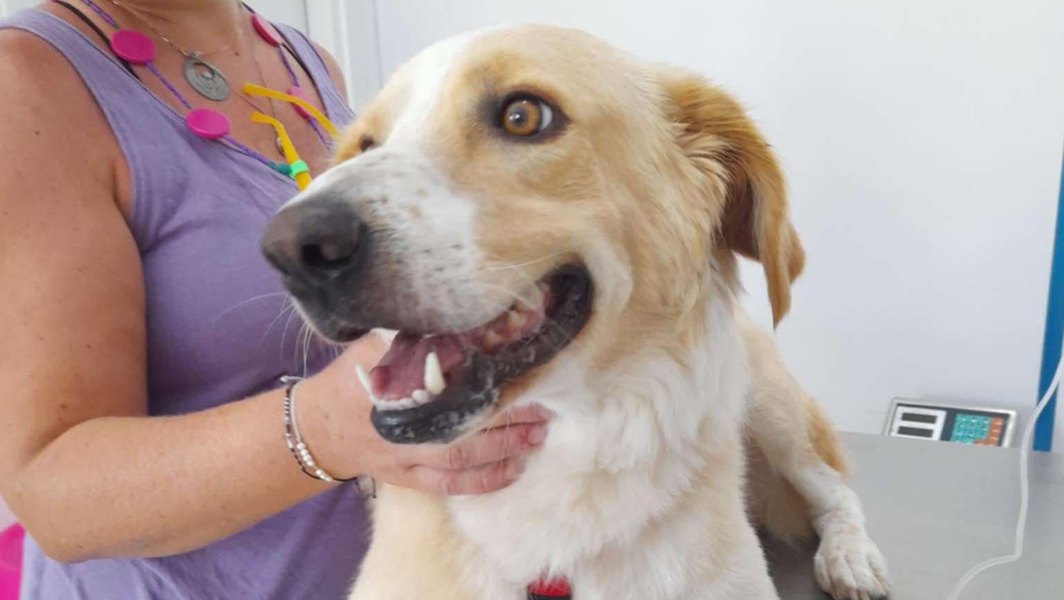 Fundraiser for Owain Briscoe by Joey Blaha : From the Streets of ...