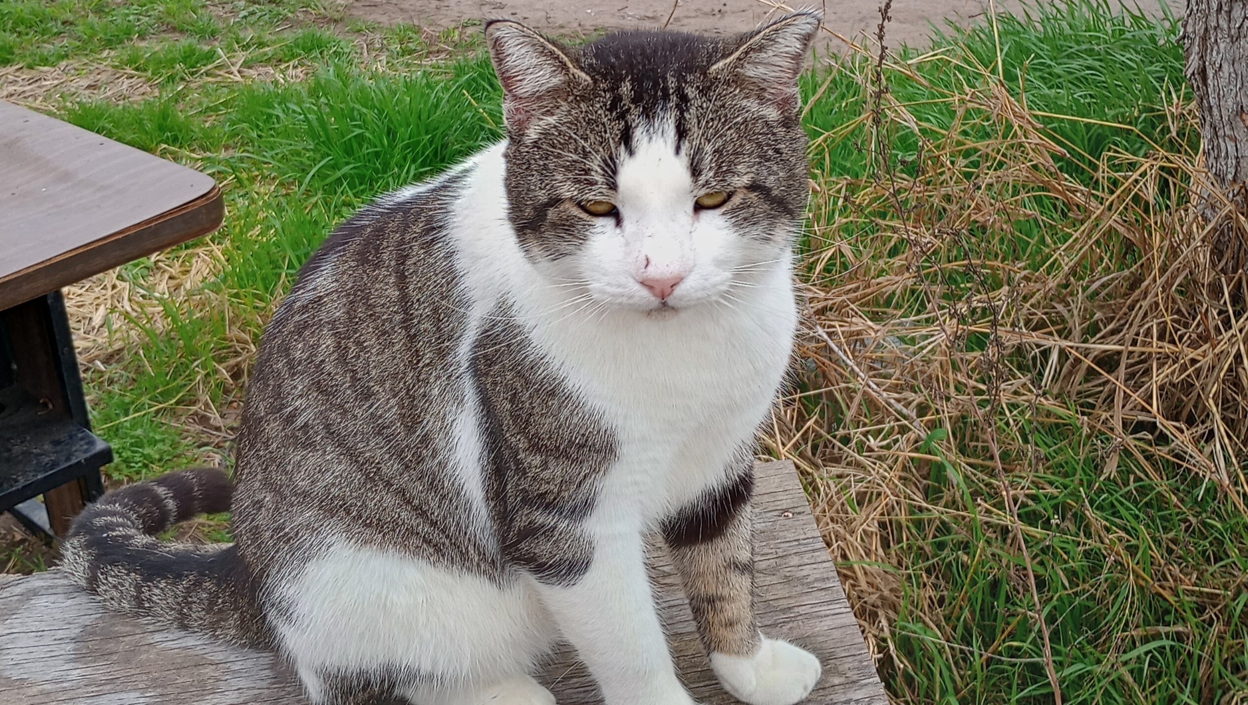 Fundraiser by Annie Fojtik : Support Little Henry's House Fur Babies