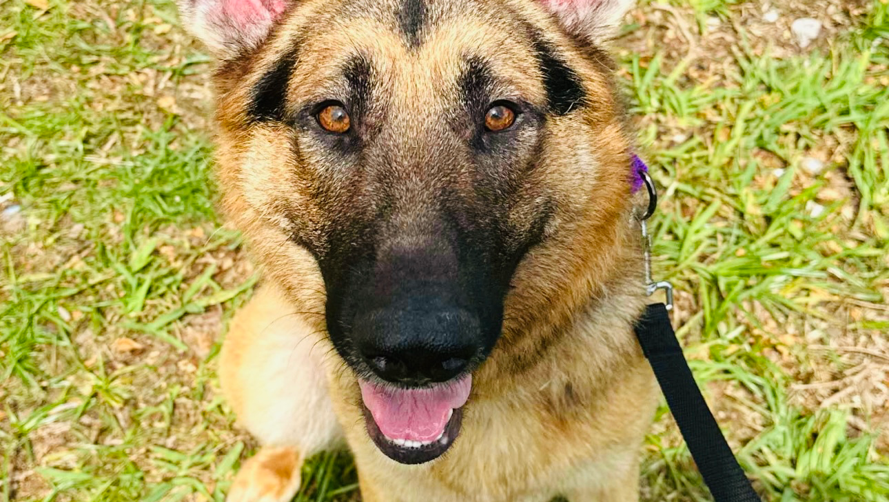 Fundraiser by Chelsea Palermo : From Paralyzed to Playful: Help Dusty ...