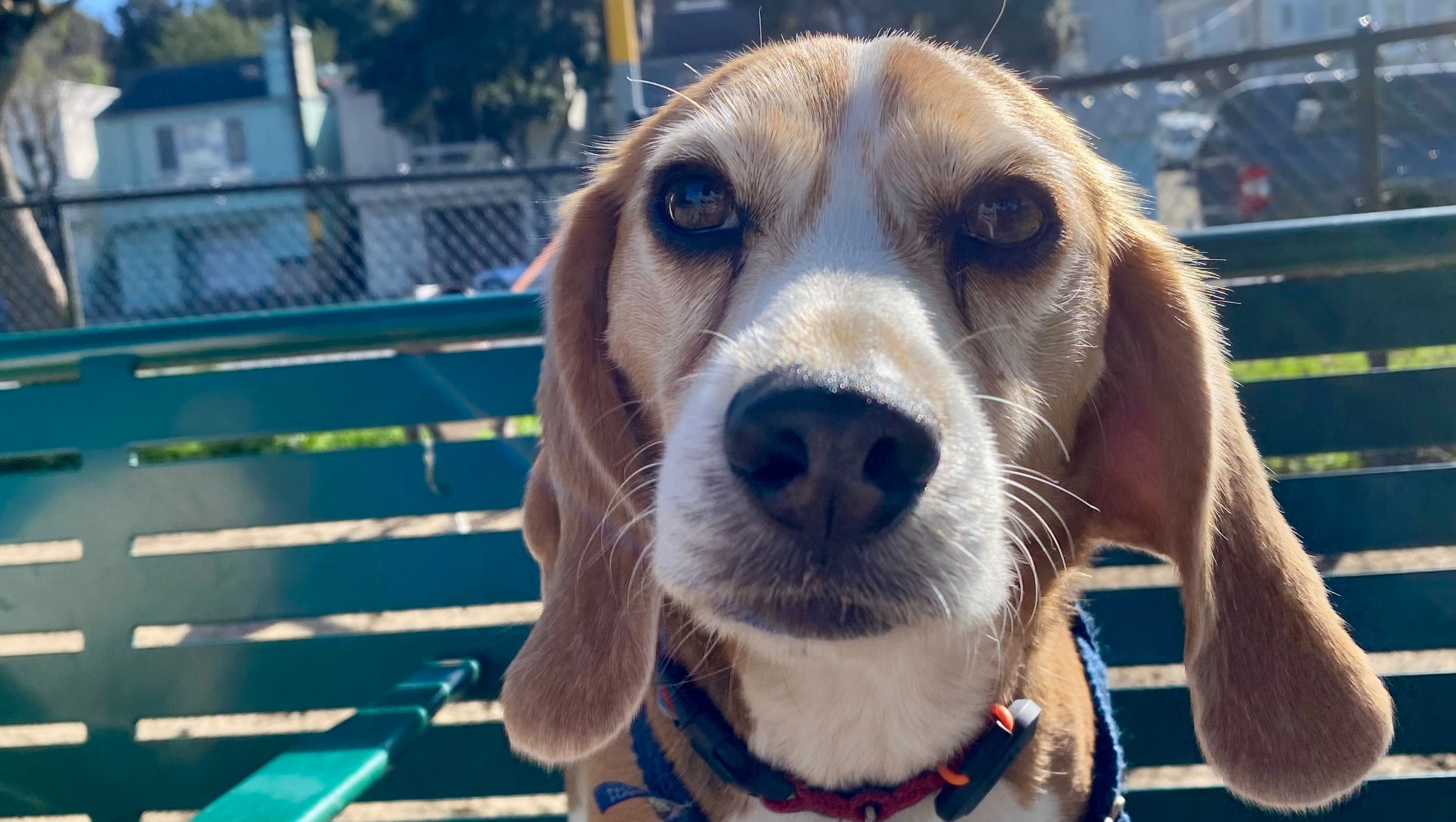 Fundraiser by Alexis Deneau : Revision Spinal Surgery for Finn: Help Needed