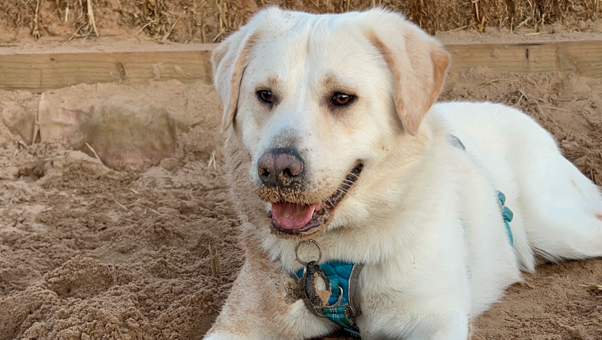 Fundraiser by Megan Oliver : High Hopes Dog Rescue