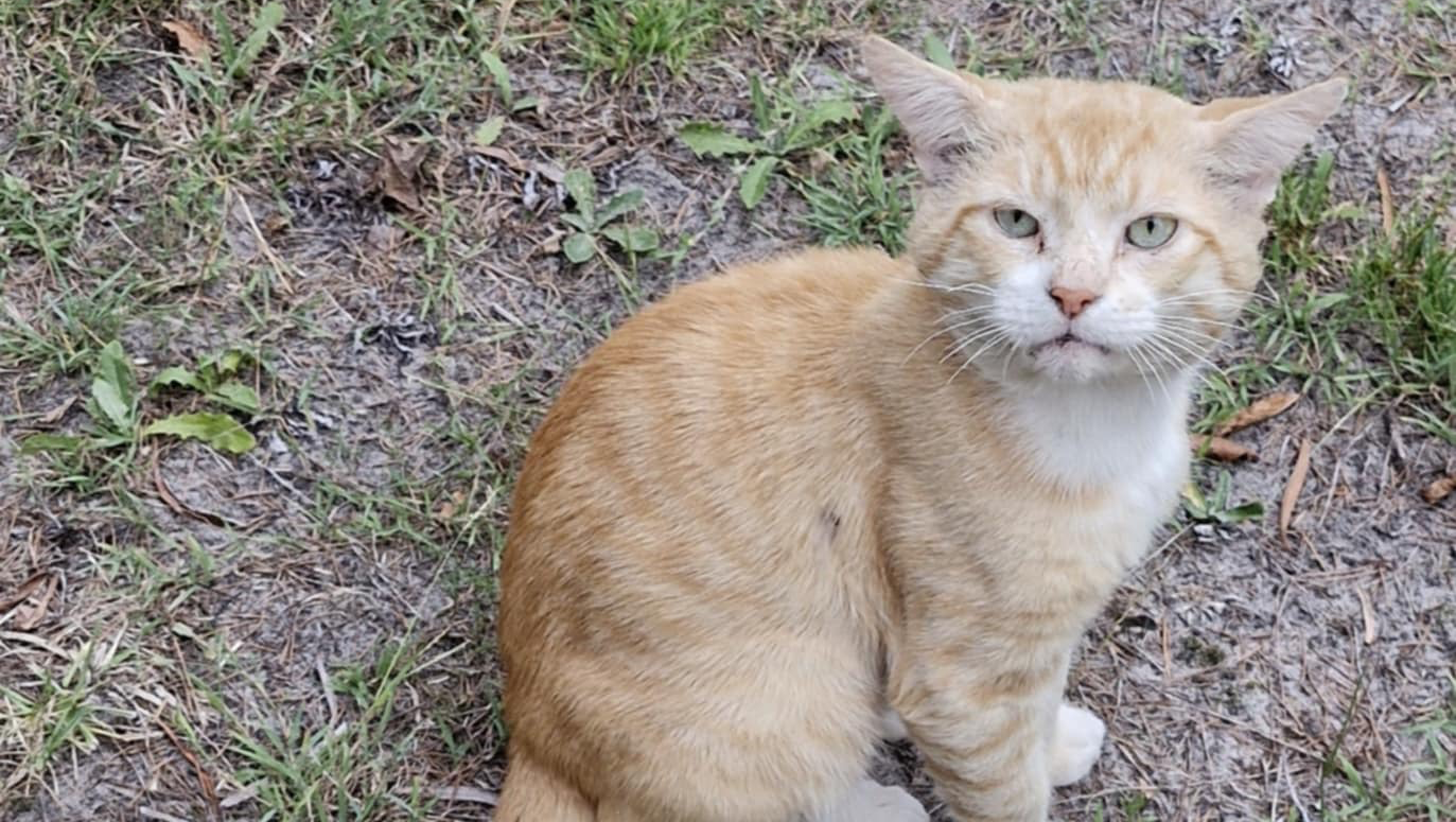 Fundraiser by Danielle McConkey : Homeless ginger kitty