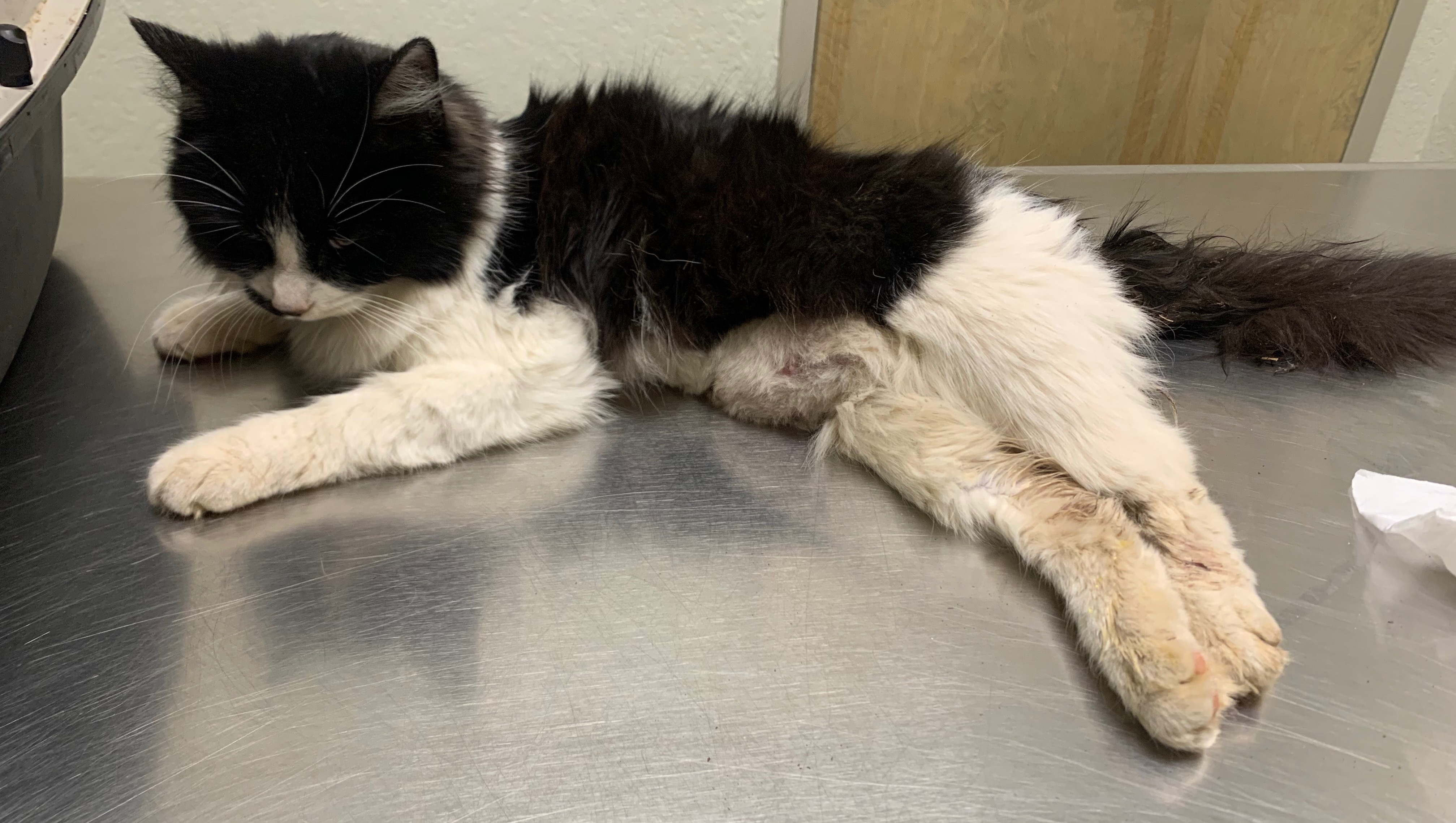 Fundraiser by Adrienne Franklin : Save Theodora: Support her leg ...