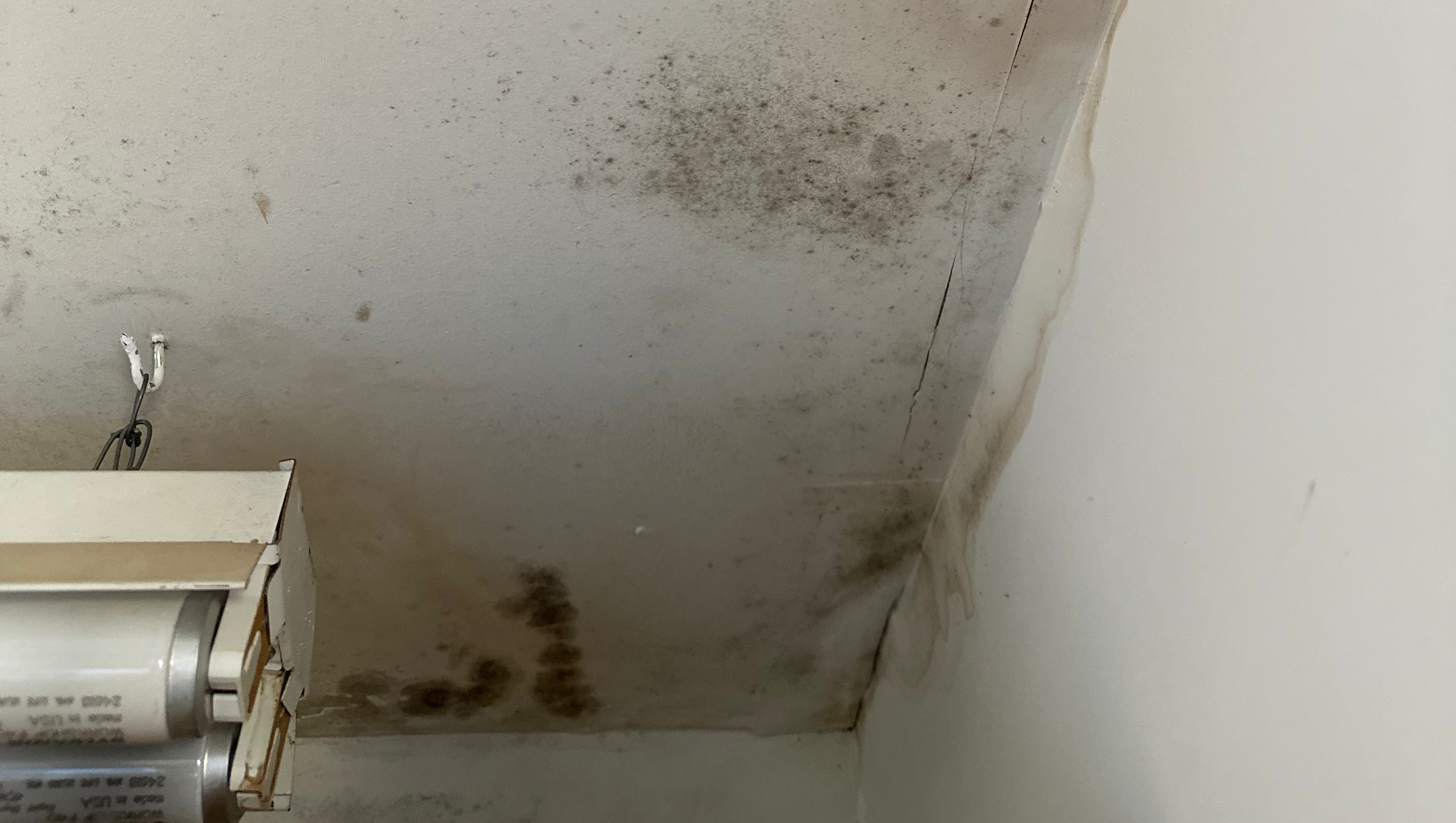 Fundraiser by Gabrielle Swanson : Help Gabrielle's Family Escape Mold ...