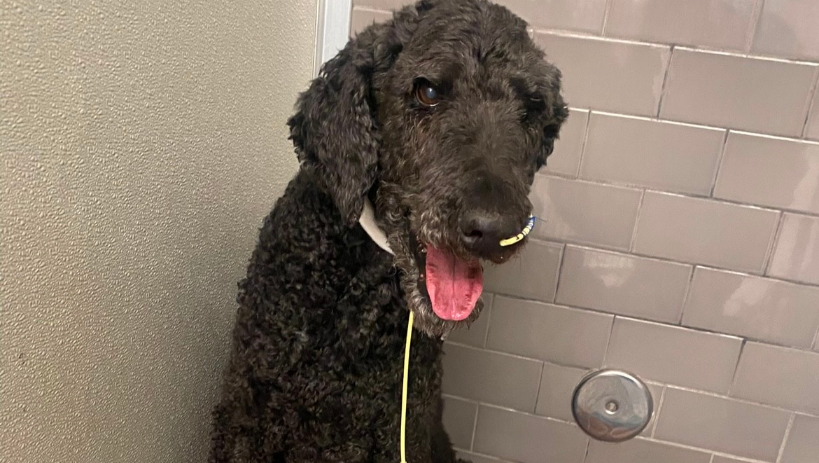 Fundraiser for Amaya Romanski by Kristian Cerrone : Help Amaya & Ethan ...