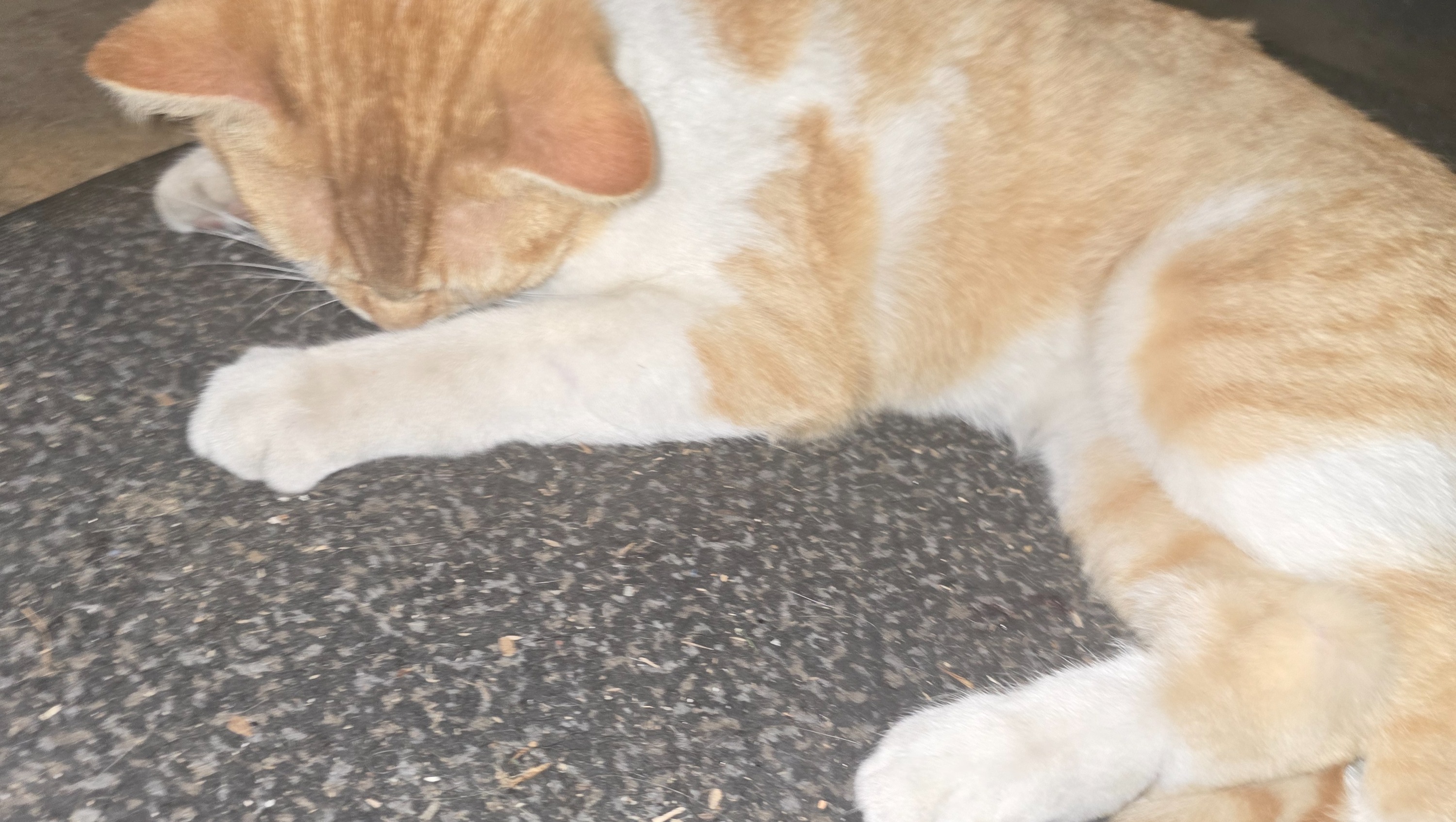 Fundraiser by Luke Akemon : Help Pumpkin Heal His Broken Leg