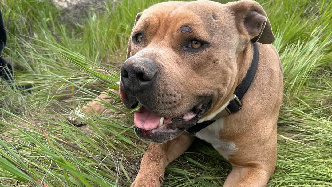 Fundraiser by Andrew Sotelo : Support Sokka's Urgent Medical Care