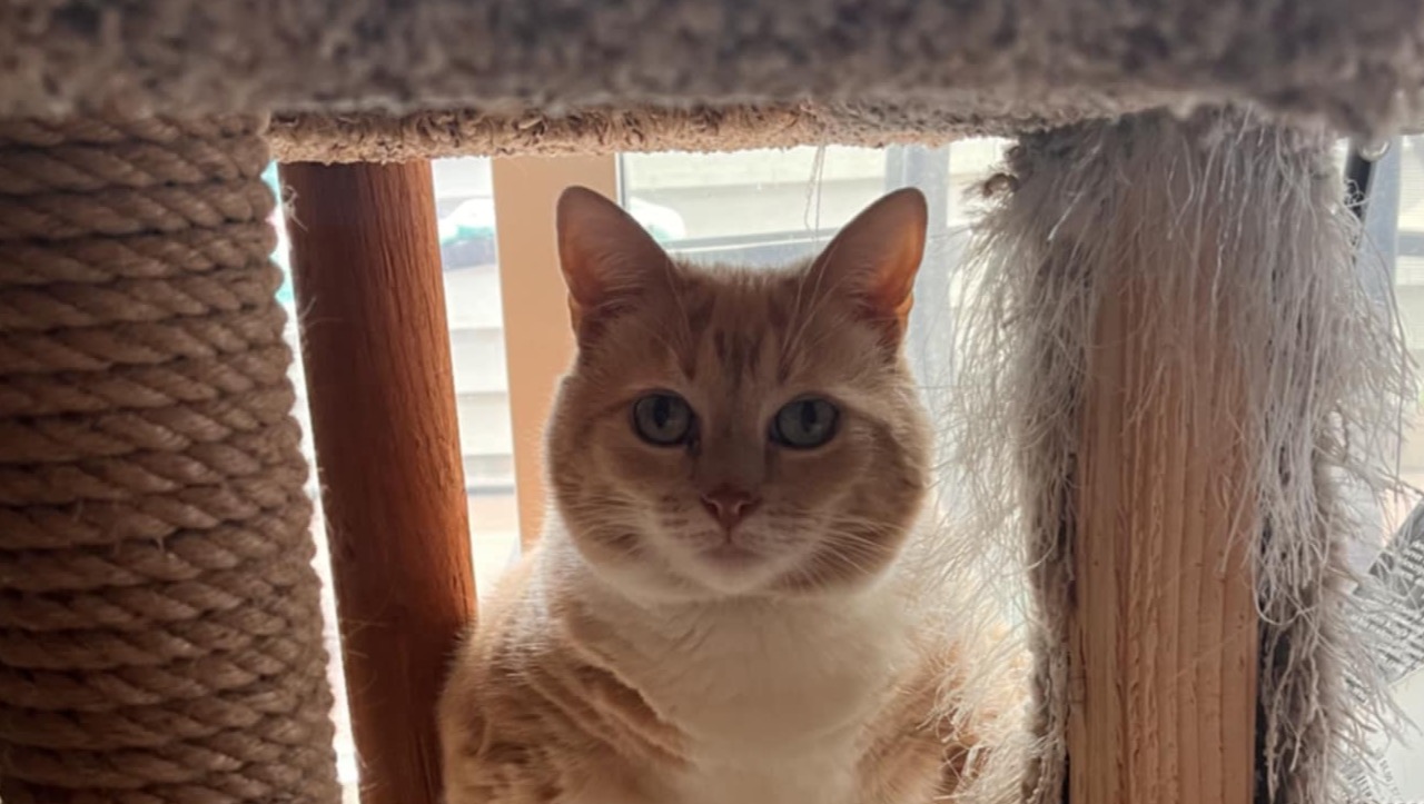 Fundraiser for Jessica Erick by Amanda Pants : Join Jessica & Berlin in ...