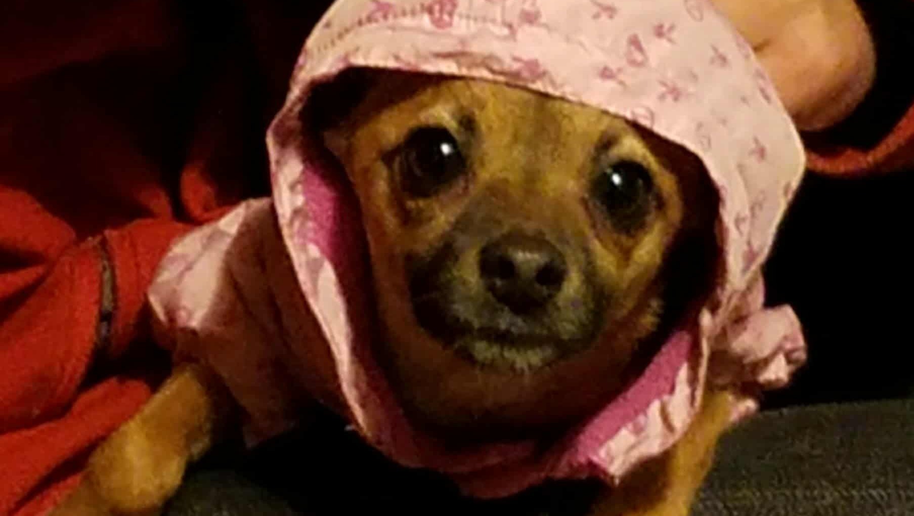 Fundraiser by Kate Wheelon : Help bring back our baby's smile