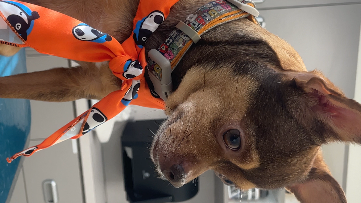 Fundraiser by Lizet Macias perez : Help Papi: Surgery Needed to Save ...