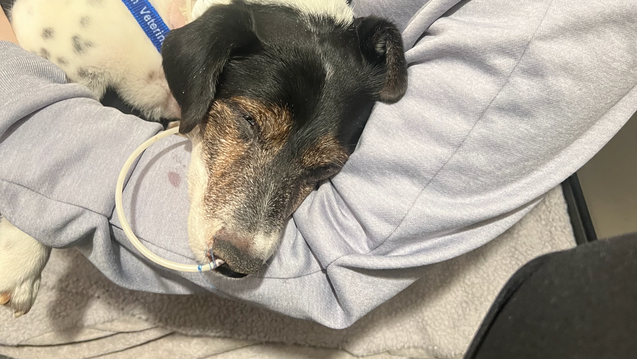 Fundraiser by Anne Taylor : Help Save Buddy – NHS 999 Ambulance Worker’s Therapy Dog