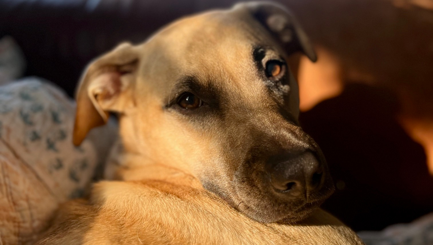 Fundraiser by Dianna DeTora : Help Nova Get Back on Her Feet: CCL ...