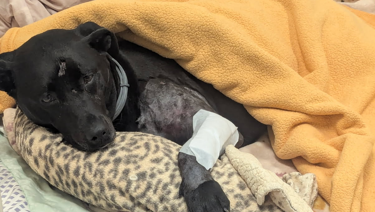 Fundraiser for Amy Postma by Bethany McIntyre : Help Nellie recover ...
