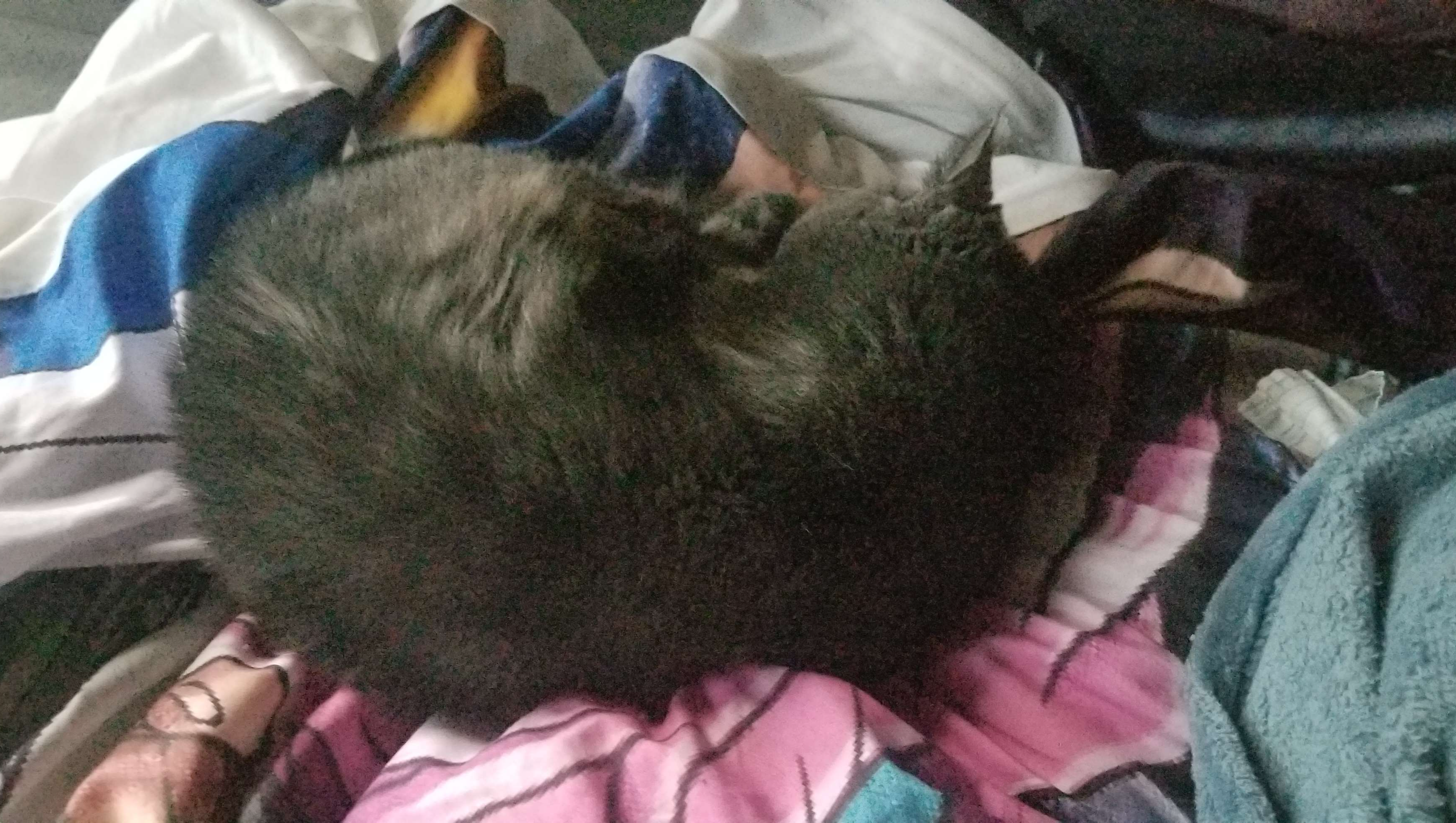 Fundraiser by Keanu Leon : Help my cat Becks bladder stone surgery.